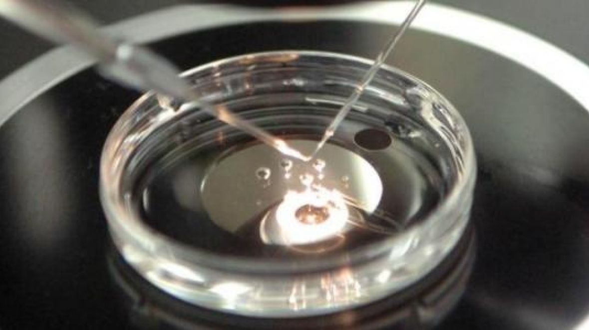 Embriões: quais são os tipo e suas aplicações - Blog - Bonsmara Barra ...